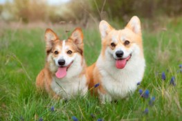 16 Corgi Colors and Markings (With Pictures)