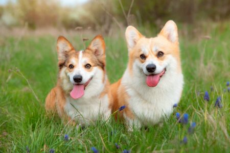 16 Corgi Colors and Markings (With Pictures)