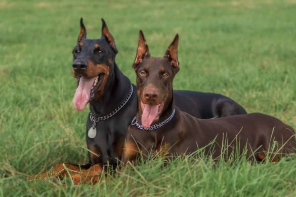 9 Doberman Colors With Pictures (Common & Rare Colors)