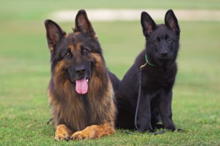 21 German Shepherd Colors & Markings (With Pictures!)