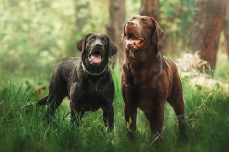 13 Labrador Retriever Colors & Patterns (With Pictures!)