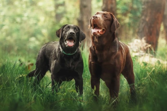 13 Labrador Retriever Colors & Patterns (With Pictures!)
