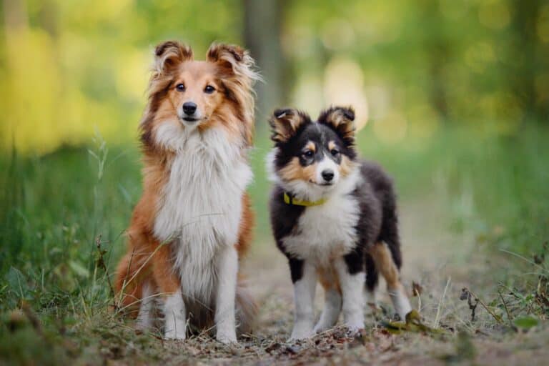 Miniature Collie: Breed Info, Traits & Facts (With Pictures)