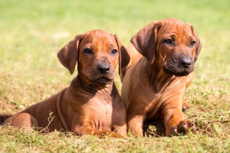 13 Rhodesian Ridgeback Colors & Markings (With Pictures)