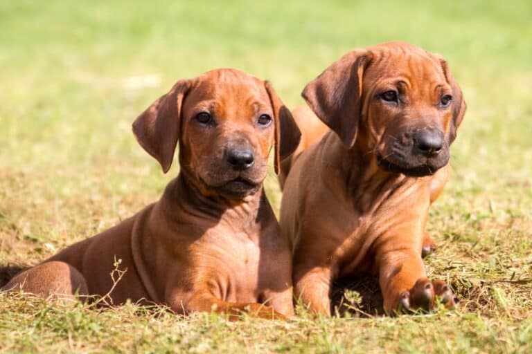 13 Rhodesian Ridgeback Colors & Markings (With Pictures)