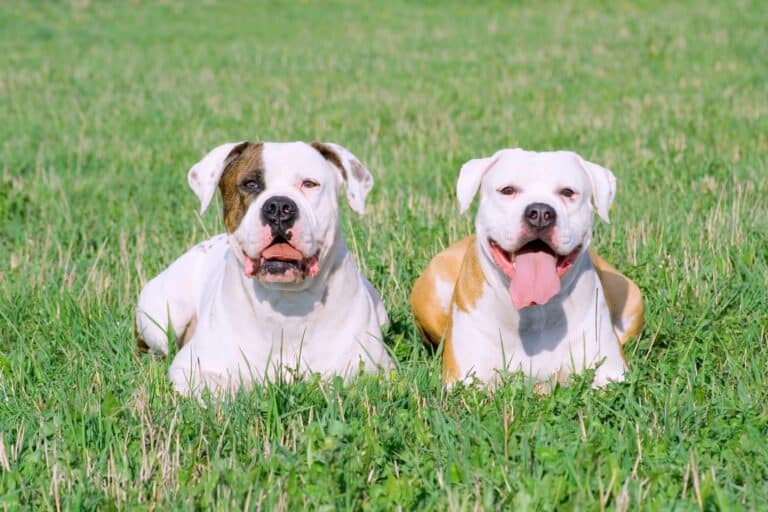Scott vs. Johnson American Bulldog: What's the Difference?