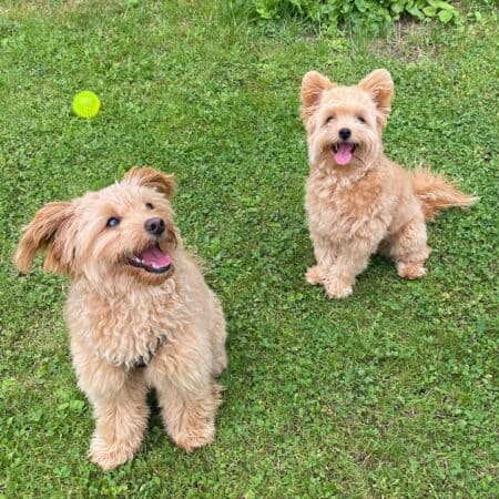 Spitz Poodle Mix (Spitzpoo): Breed Info, Pictures, Traits & Facts