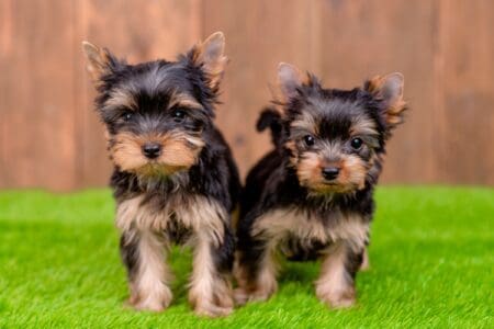 Yorkie Colors: 8 Coat Color Variations Explained (With Photos)