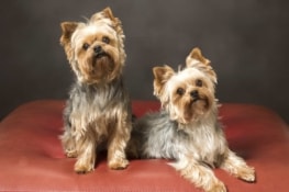 Yorkie Colors: 8 Coat Color Variations Explained (With Photos)