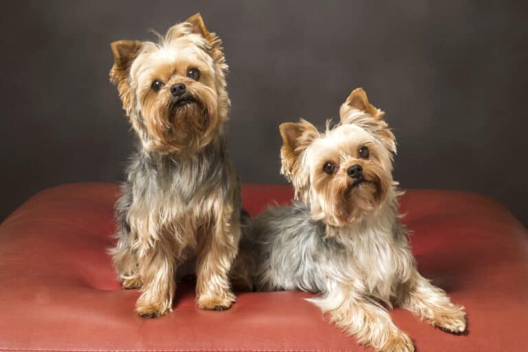 Yorkie Colors: 8 Coat Color Variations Explained (With Photos)