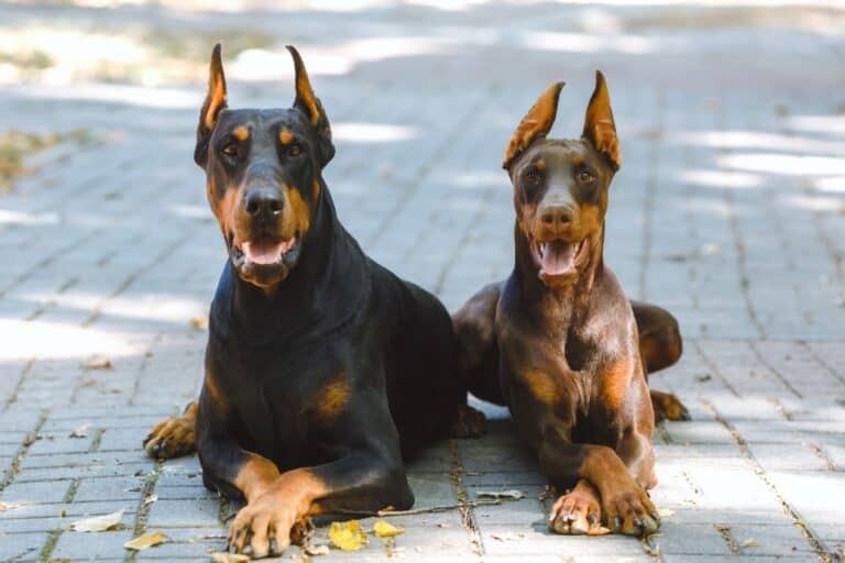 9 Doberman Colors With Pictures (Common & Rare Colors)