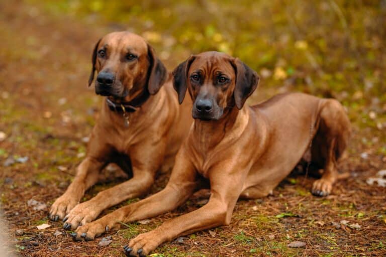 13 Rhodesian Ridgeback Colors & Markings (With Pictures)