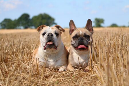 20 Types of Bulldog Breeds: American, English, French & More