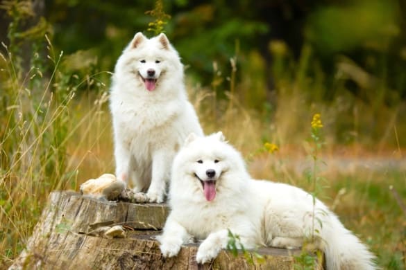 White Pugs (Leucistic & Albino Pugs): A Complete Guide