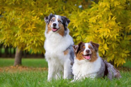 10 Best Australian Shepherd Breeders (2025 Updated)