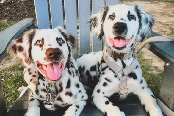 Miniature Labrador: An Ultimate Guide to the Mini Labrador