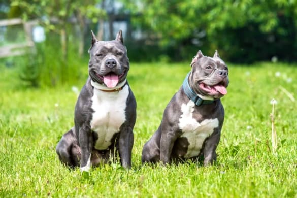 How to Make Your Pitbull More Muscular (8 Simple Ways)