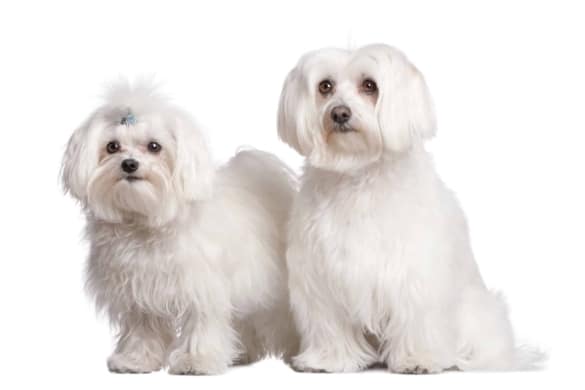 6 Maltese Colors and Markings (With Pictures)