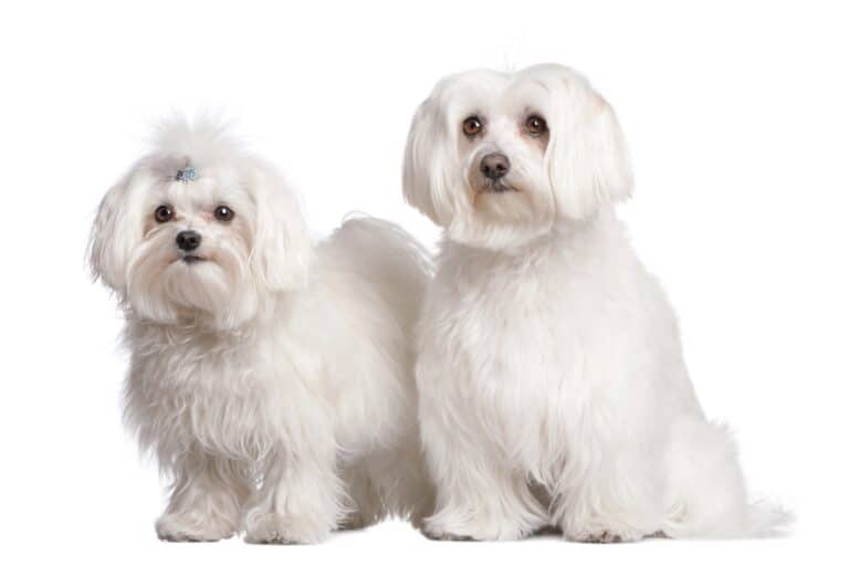 6 Maltese Colors and Markings (With Pictures)