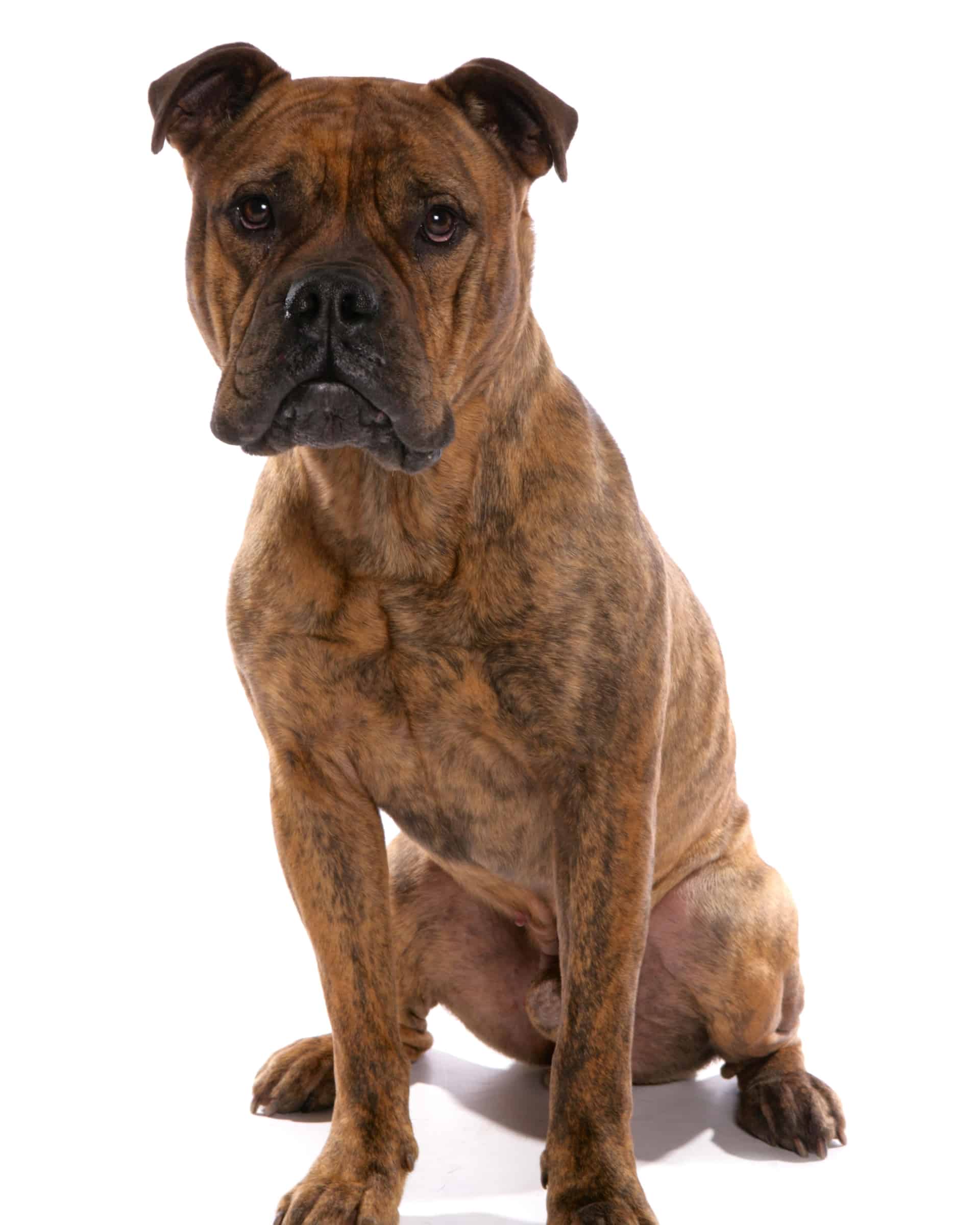 20 Types of Bulldog Breeds: American, English, French & More