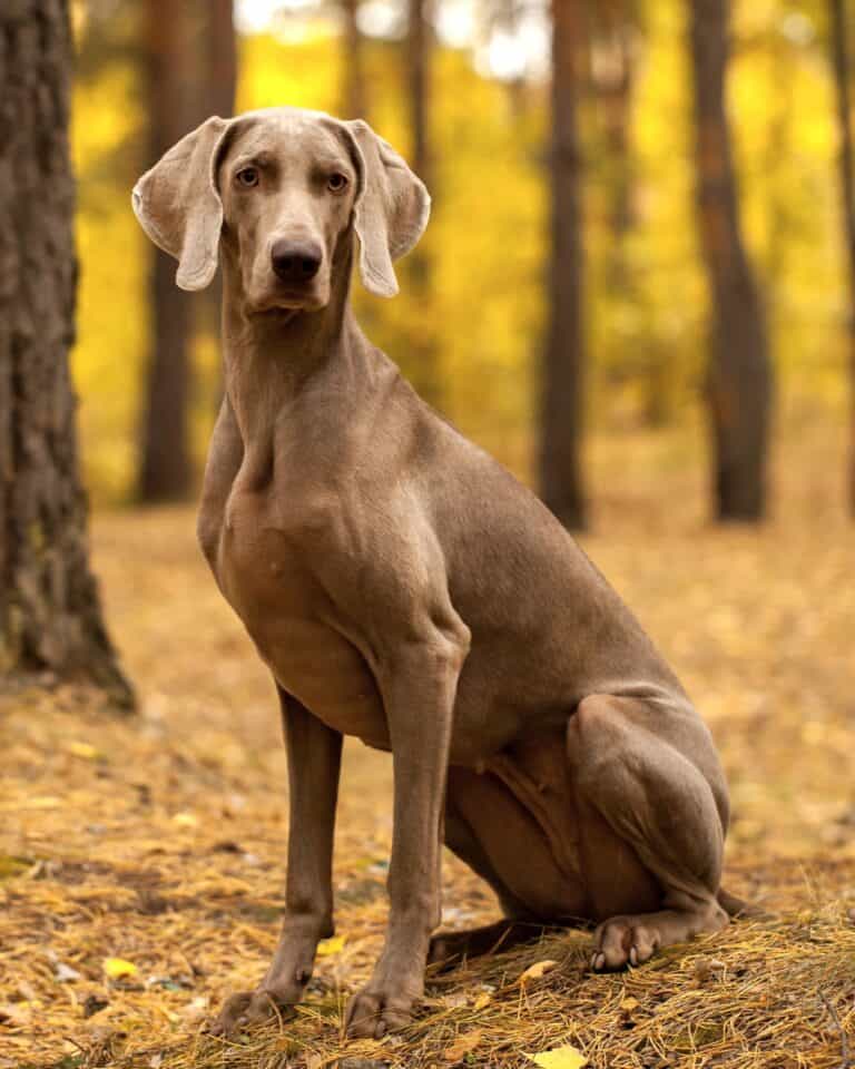 20 Best Tall Skinny Dog Breeds (With Pictures)