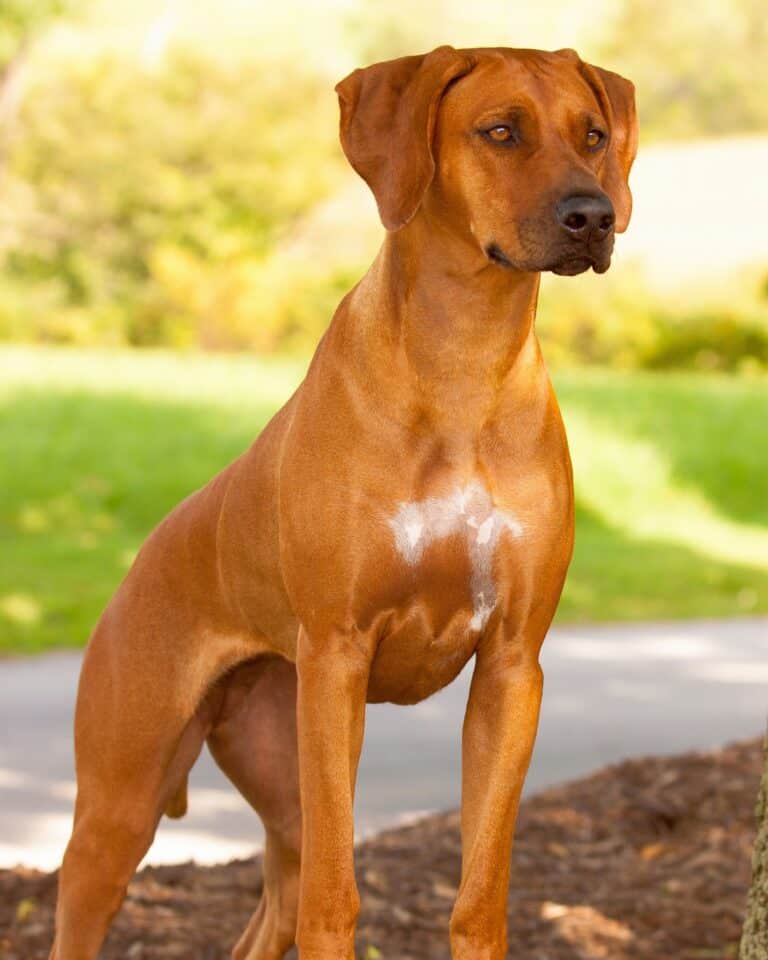 13 Rhodesian Ridgeback Colors & Markings (With Pictures)