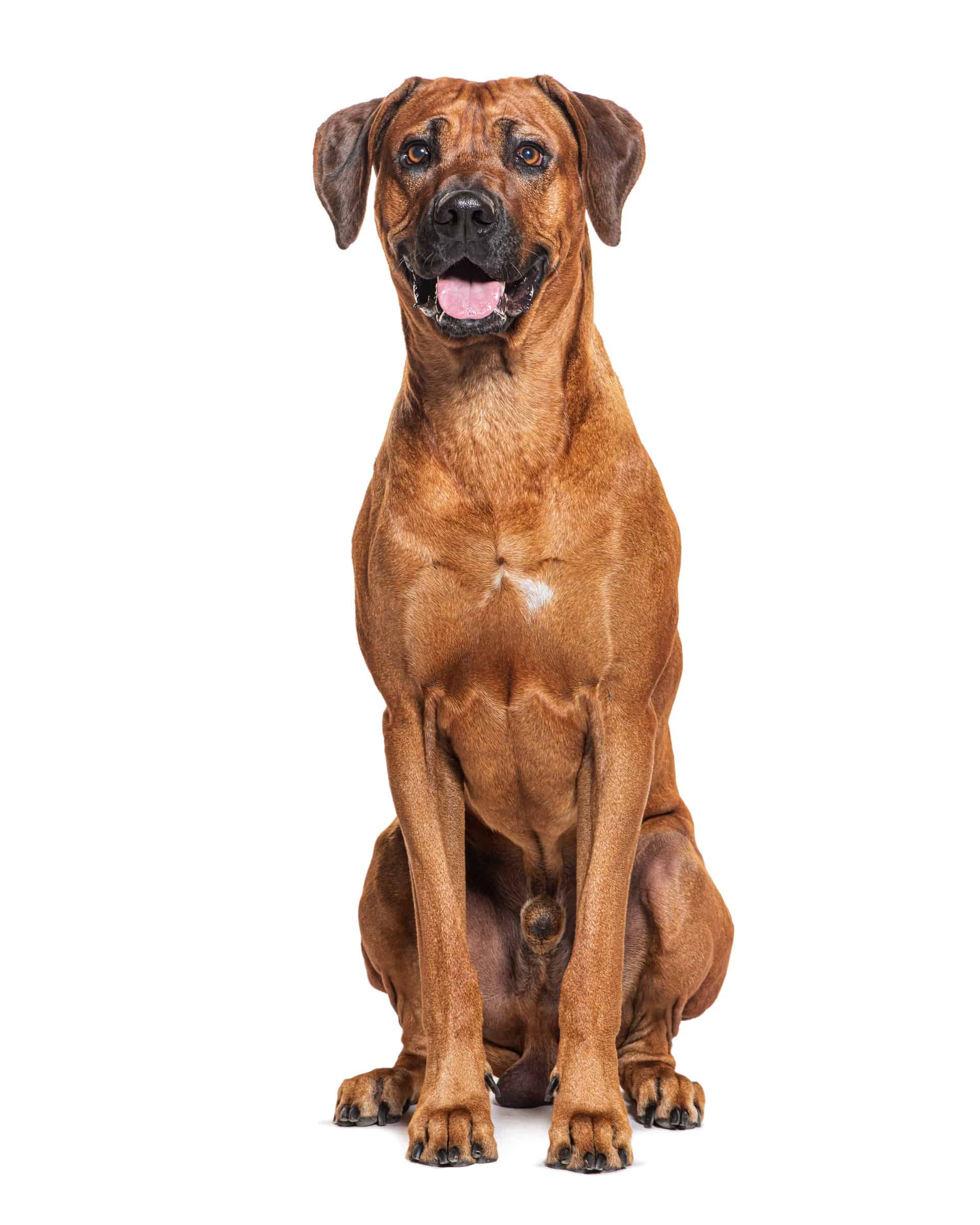 13 Rhodesian Ridgeback Colors & Markings (With Pictures)