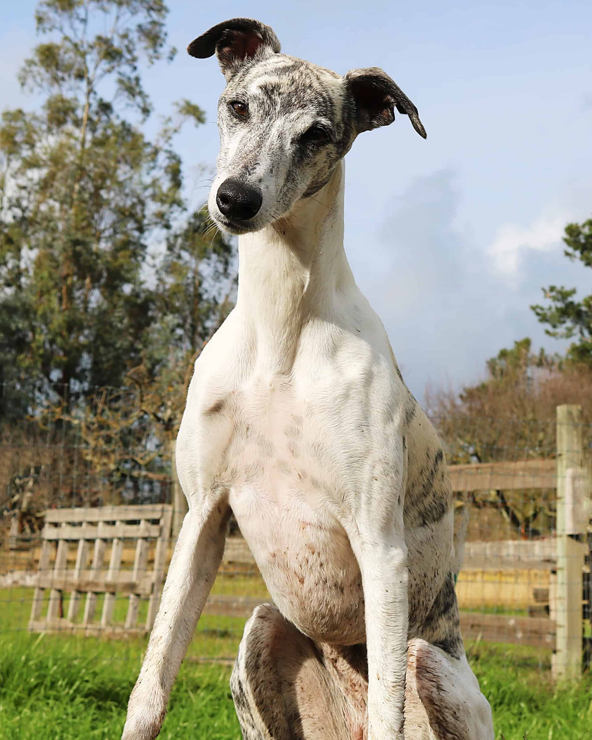 20 Best Tall Skinny Dog Breeds (With Pictures)