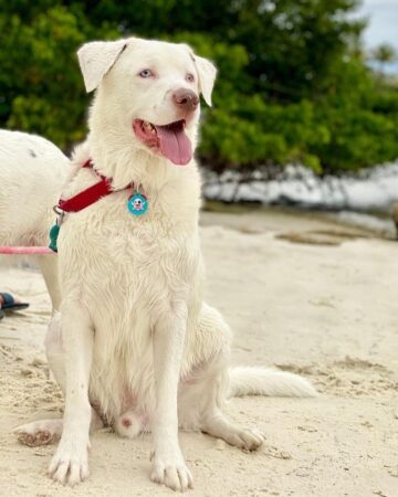 16 Australian Shepherd Colors & Patterns (With Pictures)