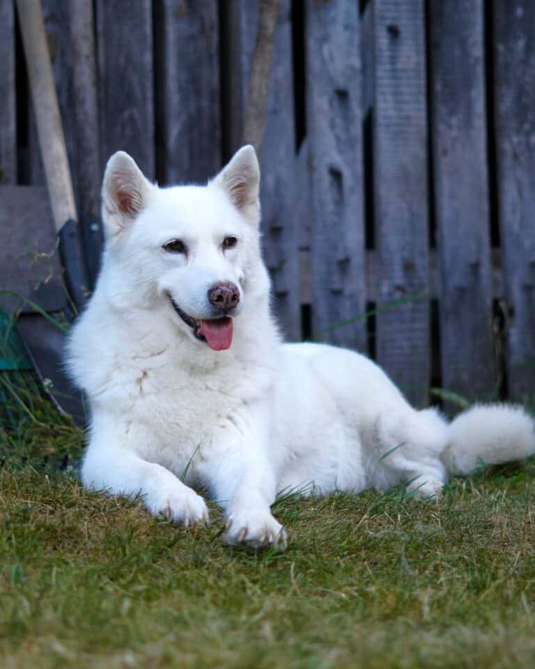 20 Siberian Husky Colors, Markings & Patterns (With Pictures)
