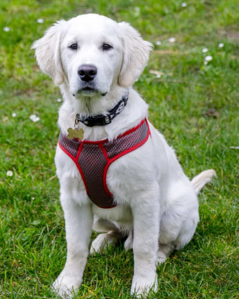 13 Labrador Retriever Colors & Patterns (With Pictures!)