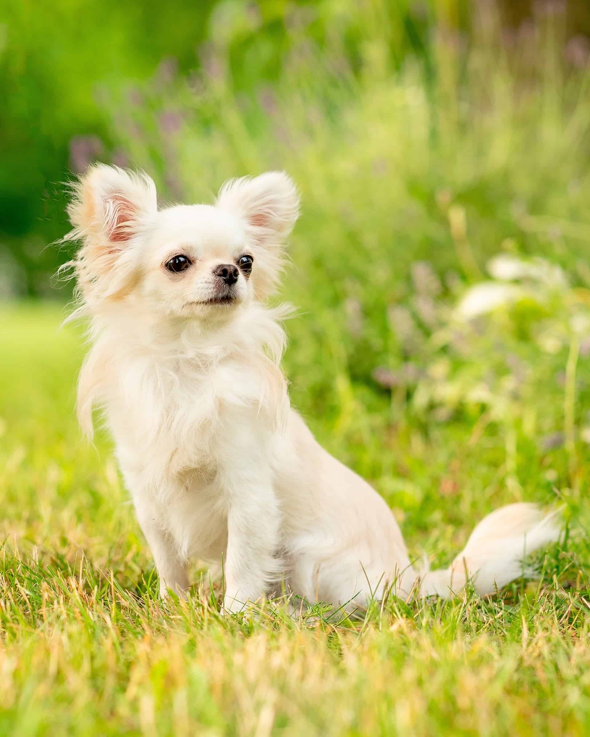 15 Papillon Colors & Markings (With Pictures)