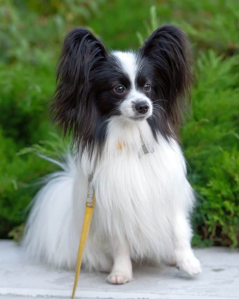 15 Papillon Colors & Markings (With Pictures)