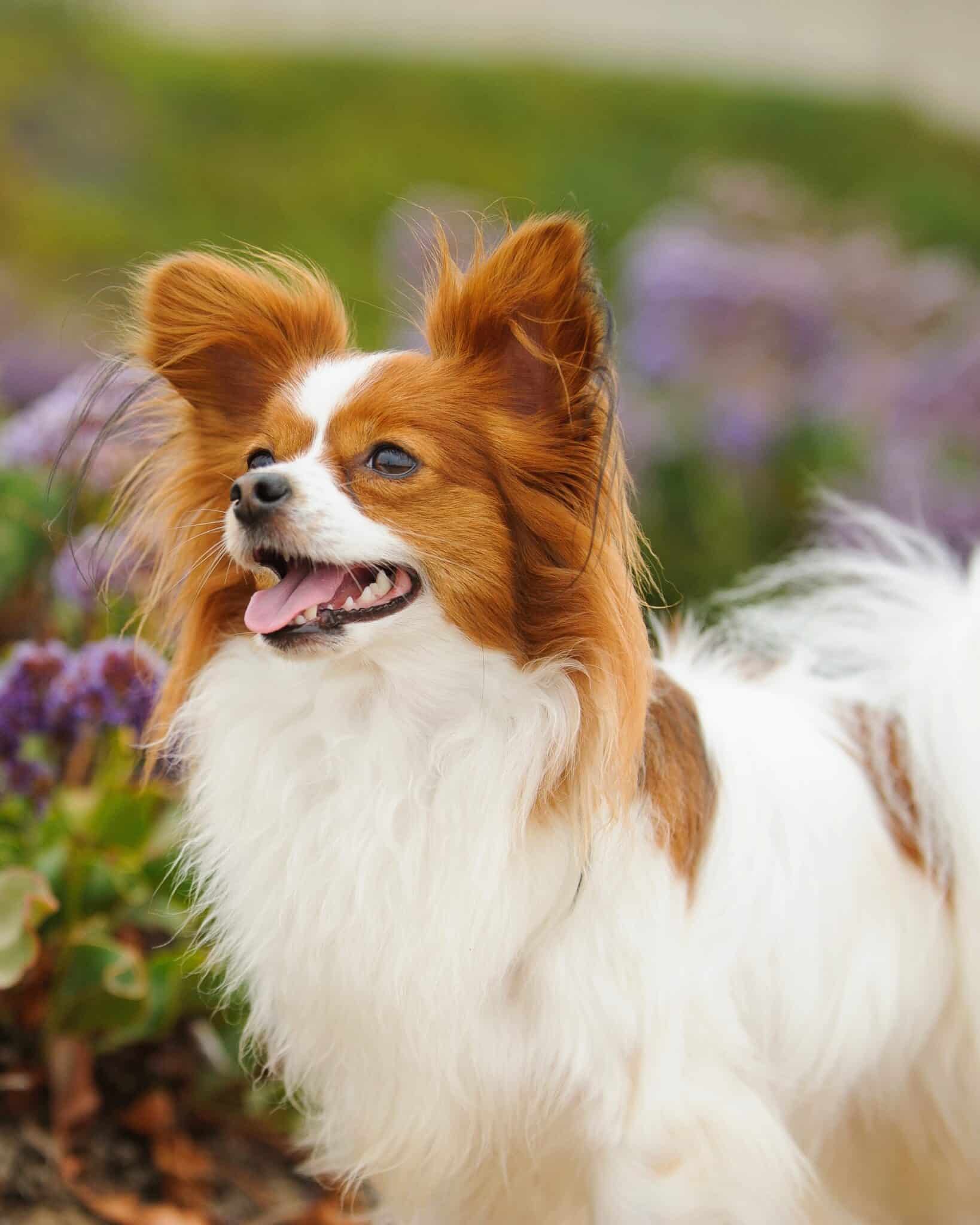 15 Papillon Colors & Markings (With Pictures)