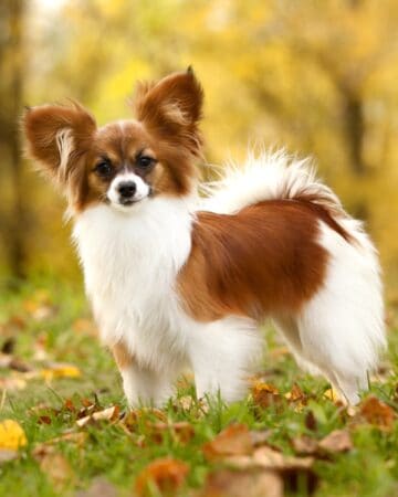 15 Papillon Colors & Markings (With Pictures)