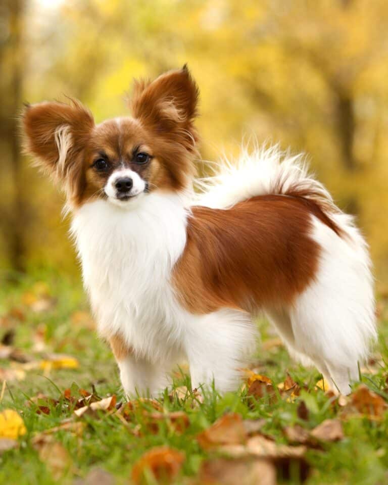 15 Papillon Colors & Markings (With Pictures)