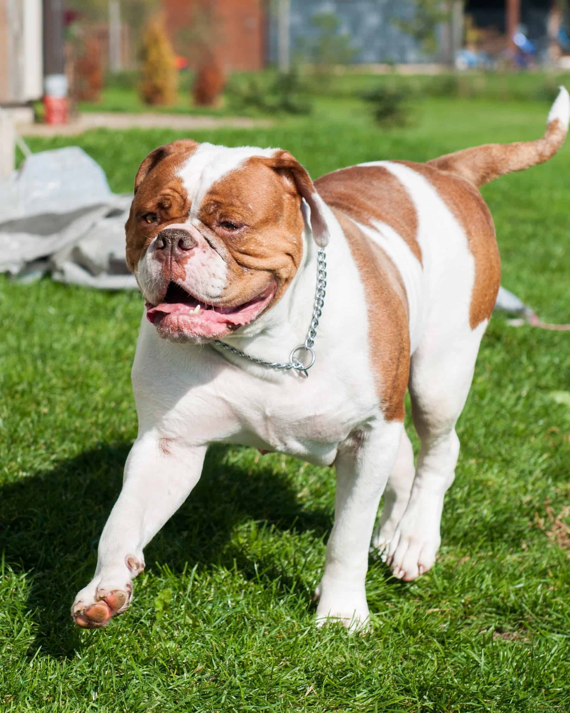 16 American Bulldog Colors & Markings (With Pictures)