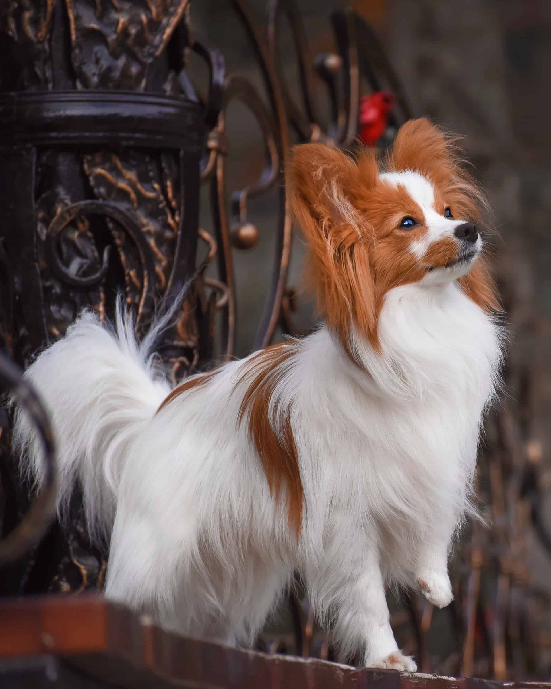 15 Papillon Colors & Markings (With Pictures)