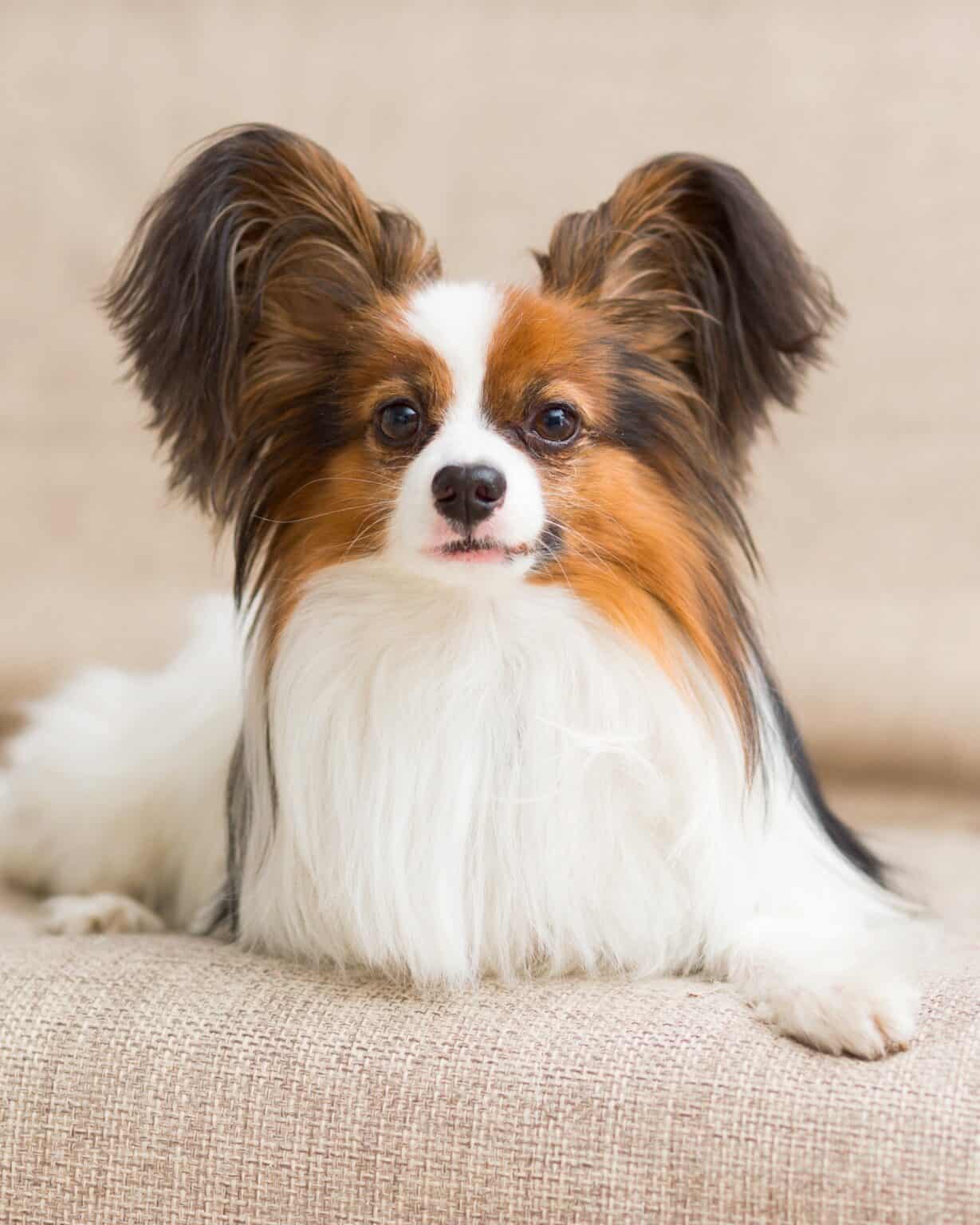 15 Papillon Colors & Markings (With Pictures)
