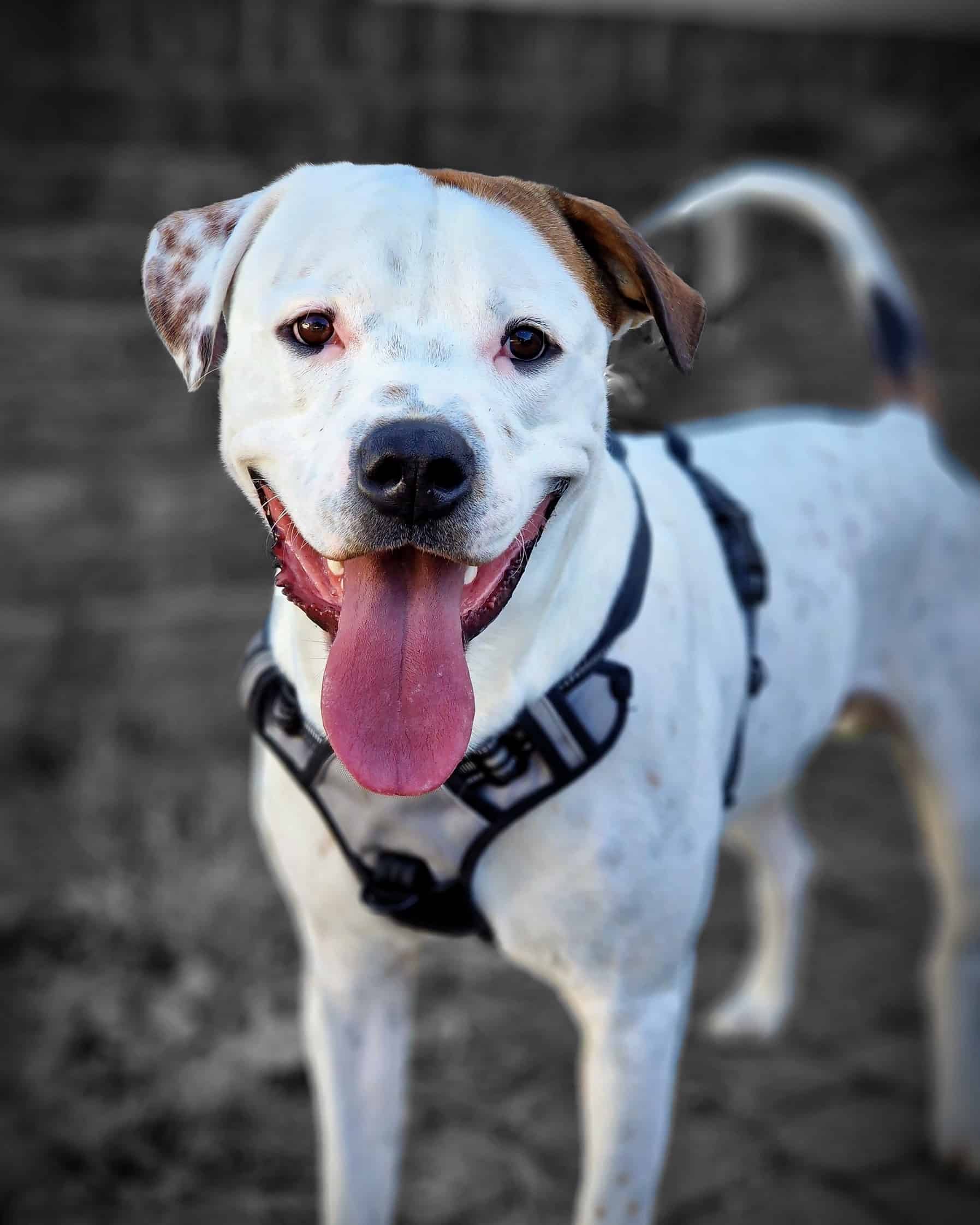 16 American Bulldog Colors & Markings (With Pictures)