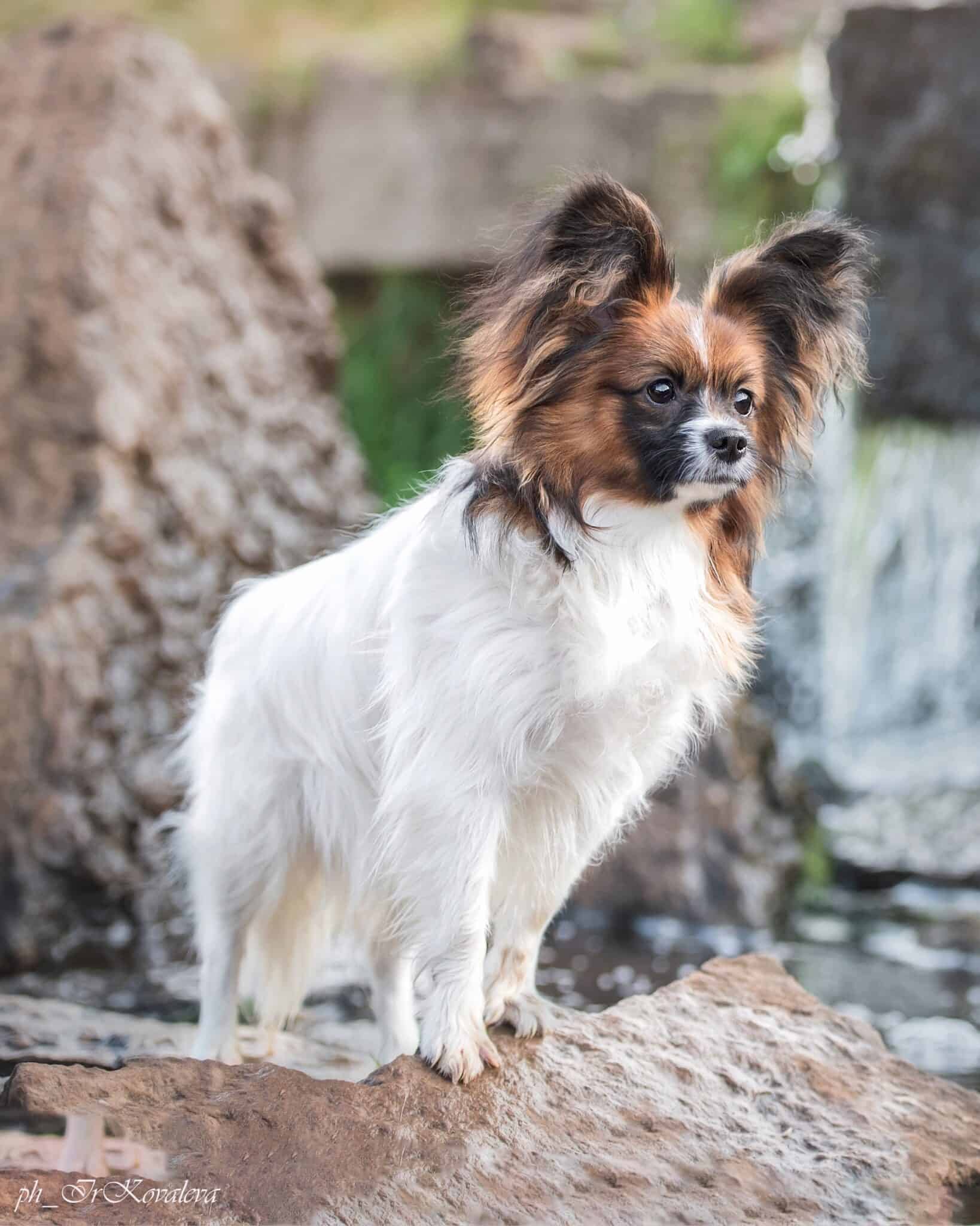 15 Papillon Colors & Markings (With Pictures)