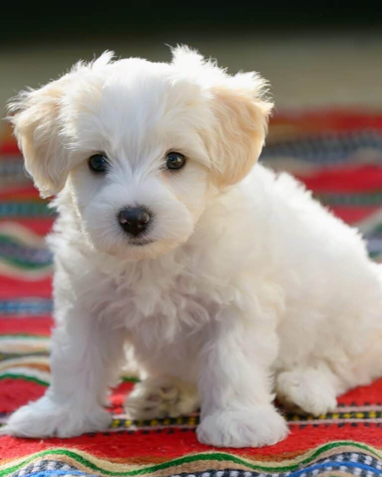 6 Maltese Colors and Markings (With Pictures)
