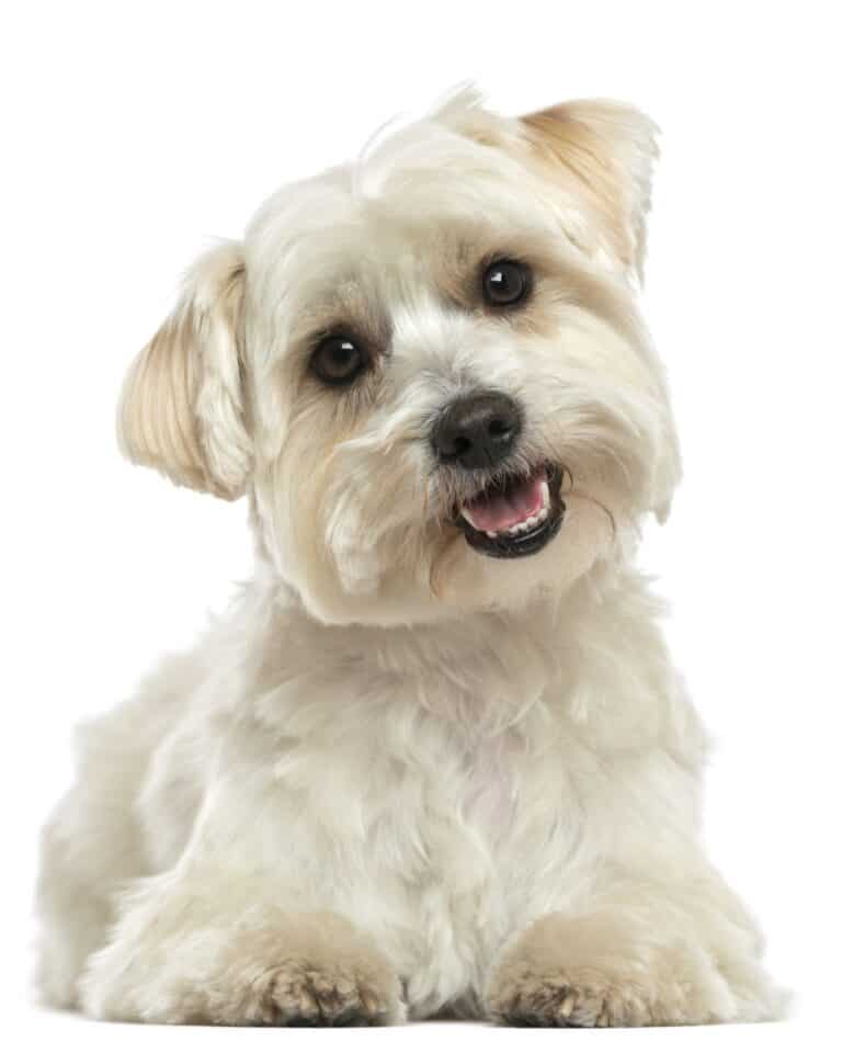 6 Maltese Colors and Markings (With Pictures)