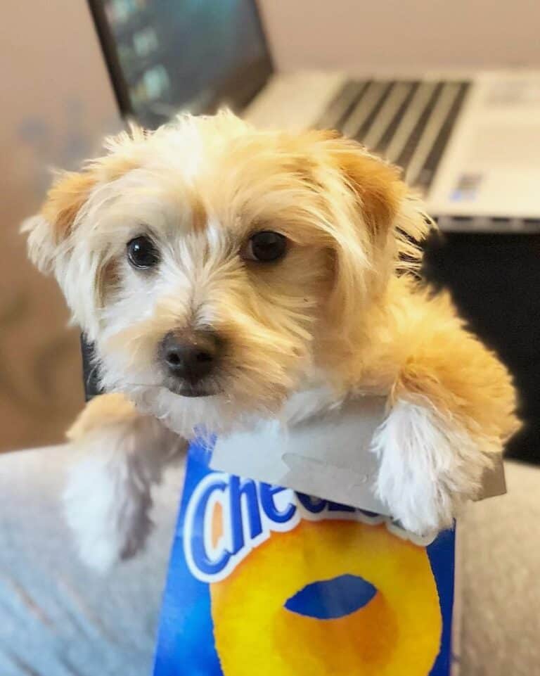 6 Maltese Colors and Markings (With Pictures)