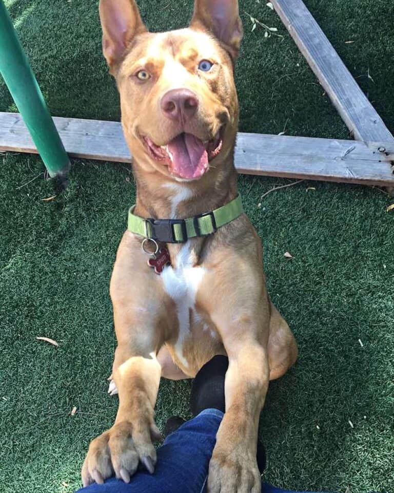 Pitbull Wolf Mix: Info, Pictures, Traits, Controversy & Facts