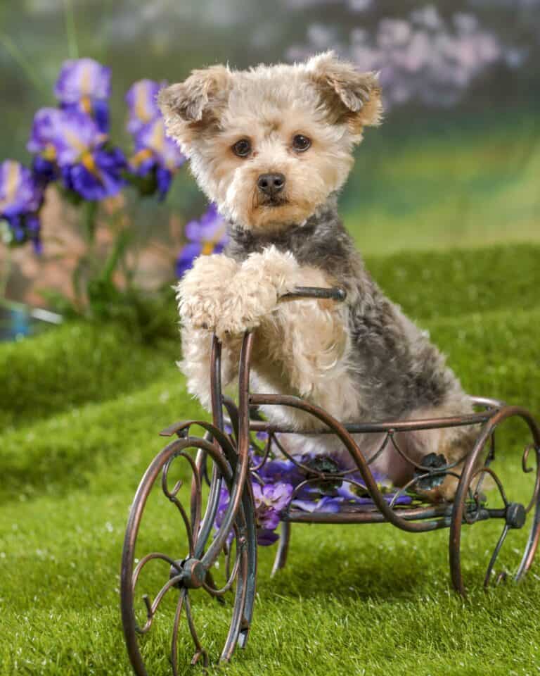 88 Best Yorkie Haircuts With Pictures! (2025 Updated)