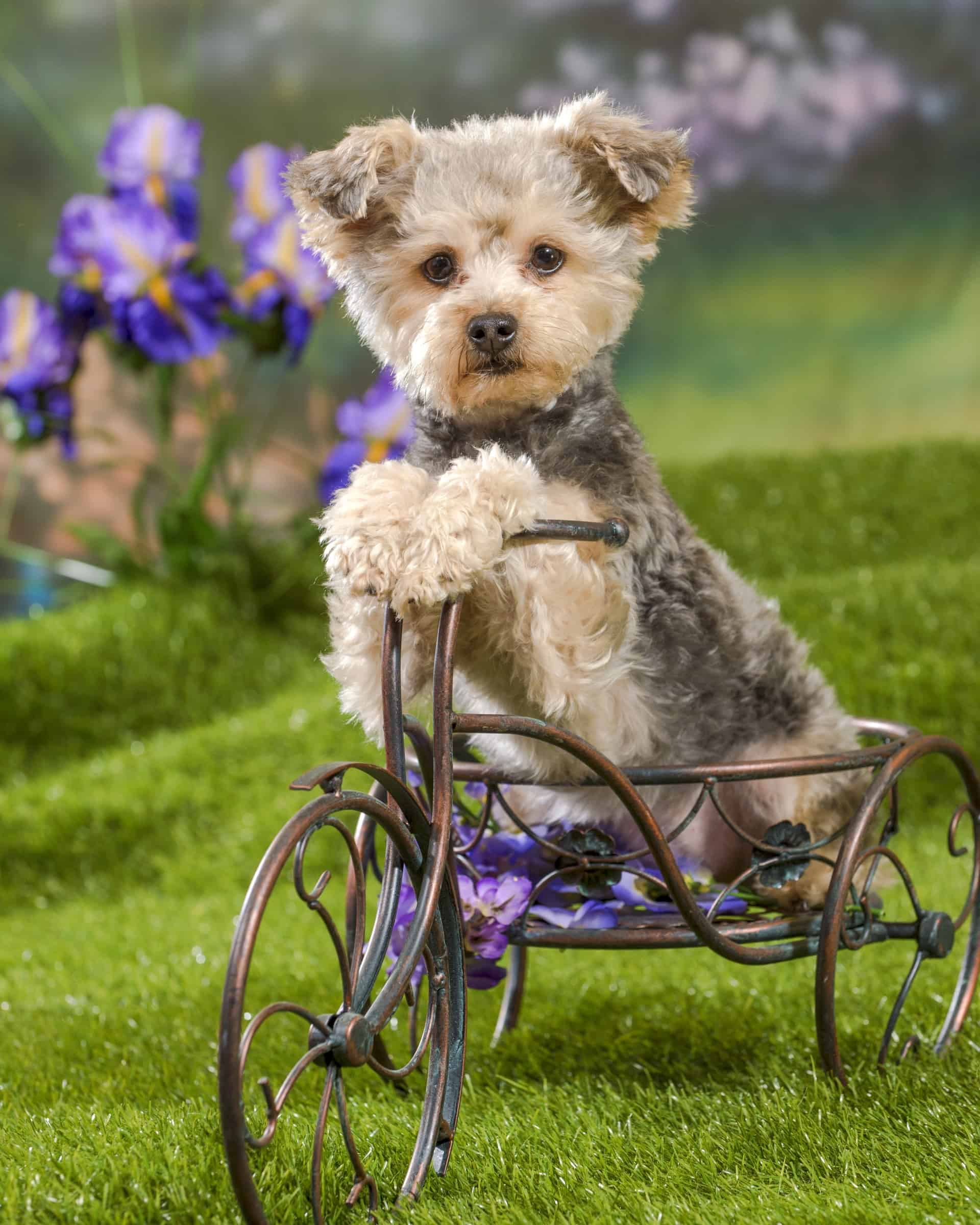 88 Best Yorkie Haircuts With Pictures! (2025 Updated)