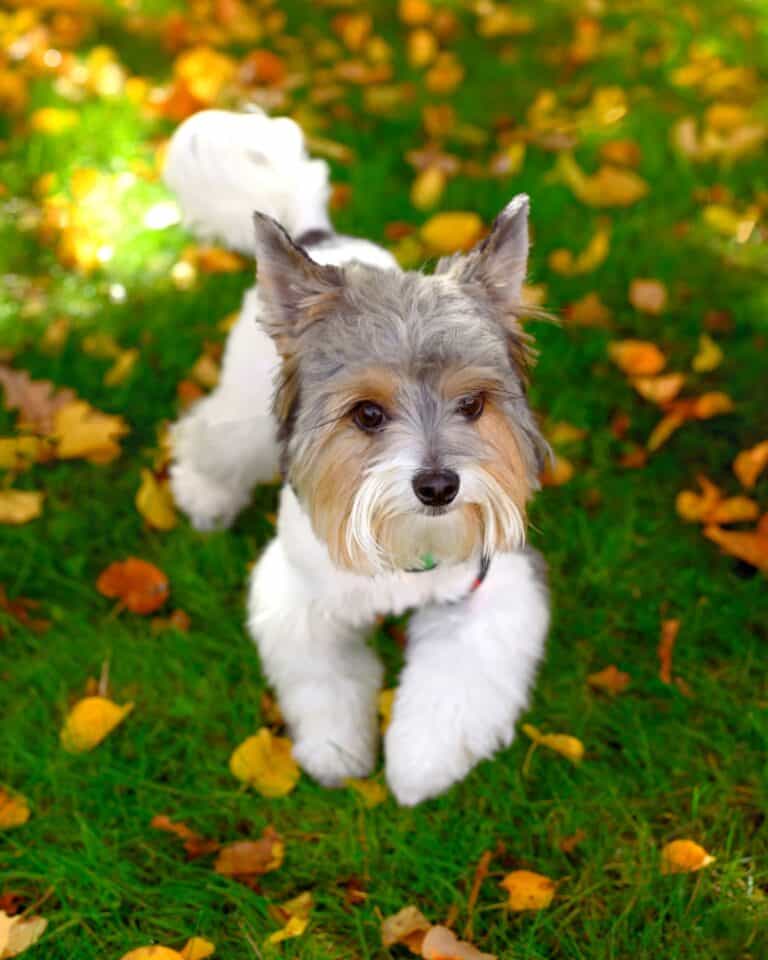 88 Best Yorkie Haircuts With Pictures! (2025 Updated)