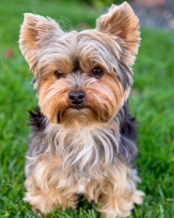 88 Best Yorkie Haircuts With Pictures! (2025 Updated)