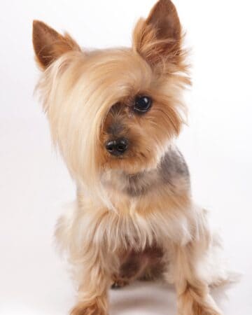 88 Best Yorkie Haircuts With Pictures! (2025 Updated)